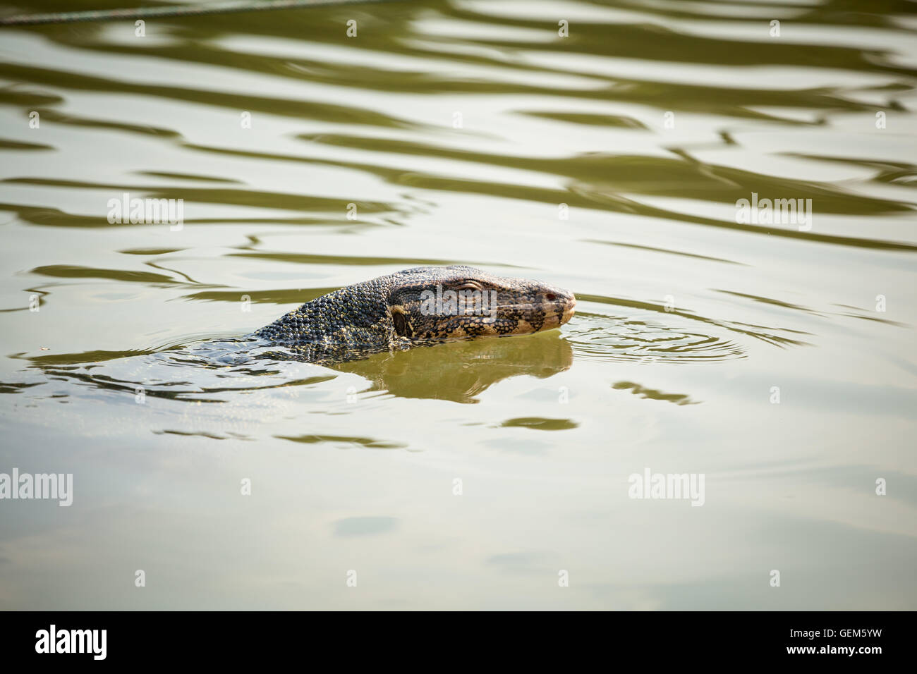 Beautiful thai monitor lizard swimming in a temple Stock Photo - Alamy