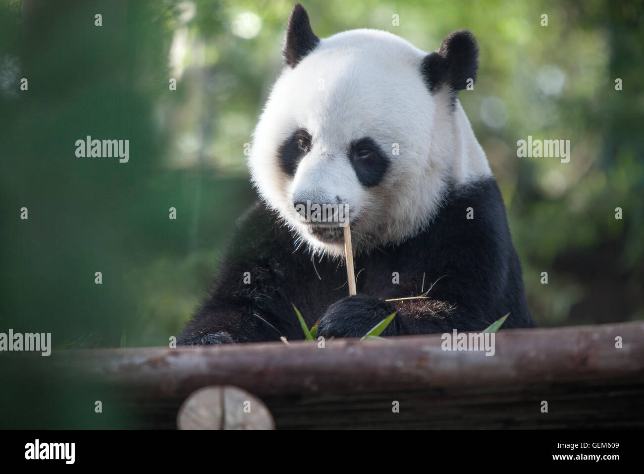portrait of nice panda bear eating in summer environment Stock Photo ...