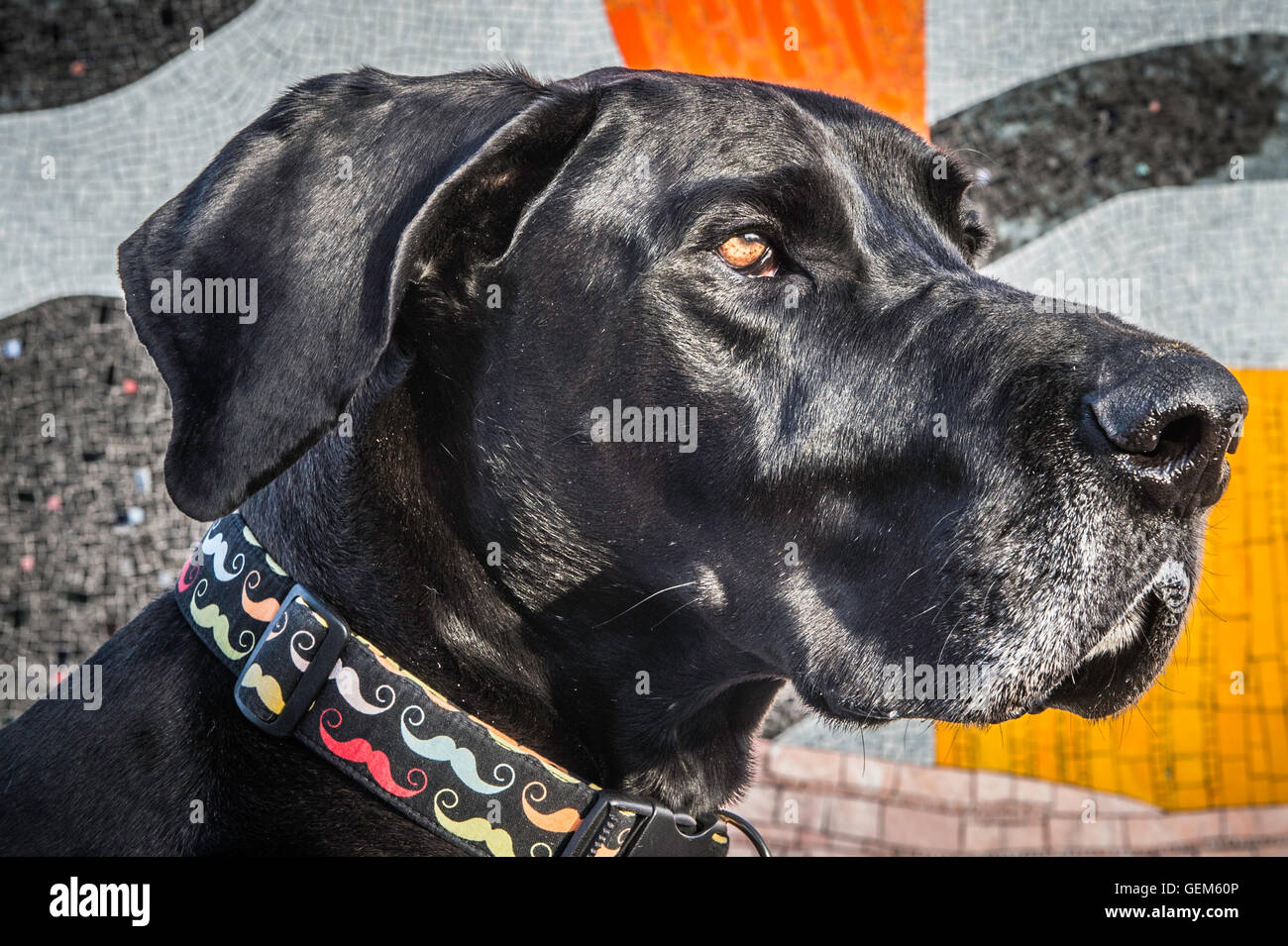 Black great dane in front of East Village murals, street art, Calgary ...