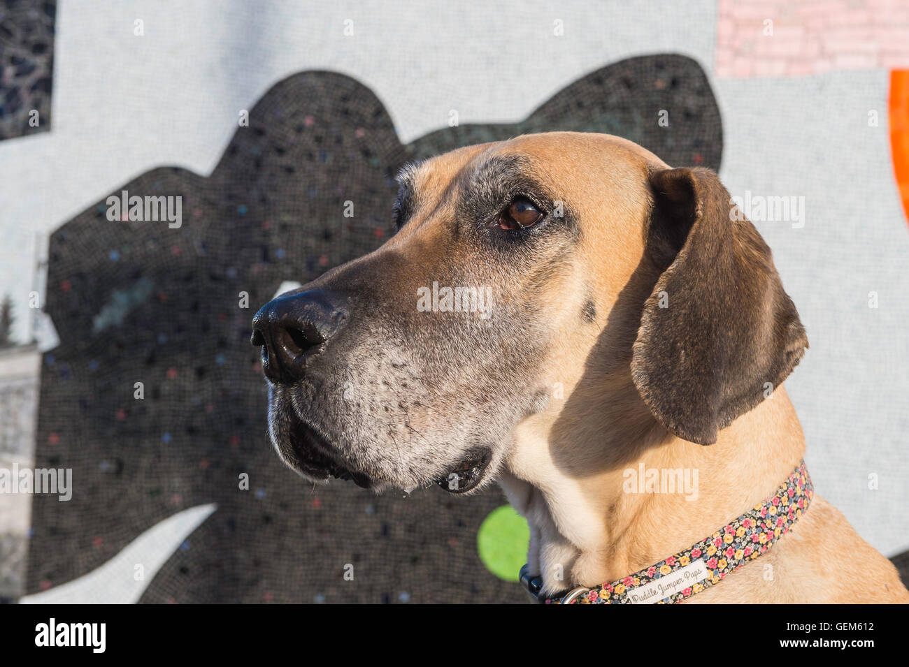 Tan great dane in front of East Village murals, street art, Calgary ...