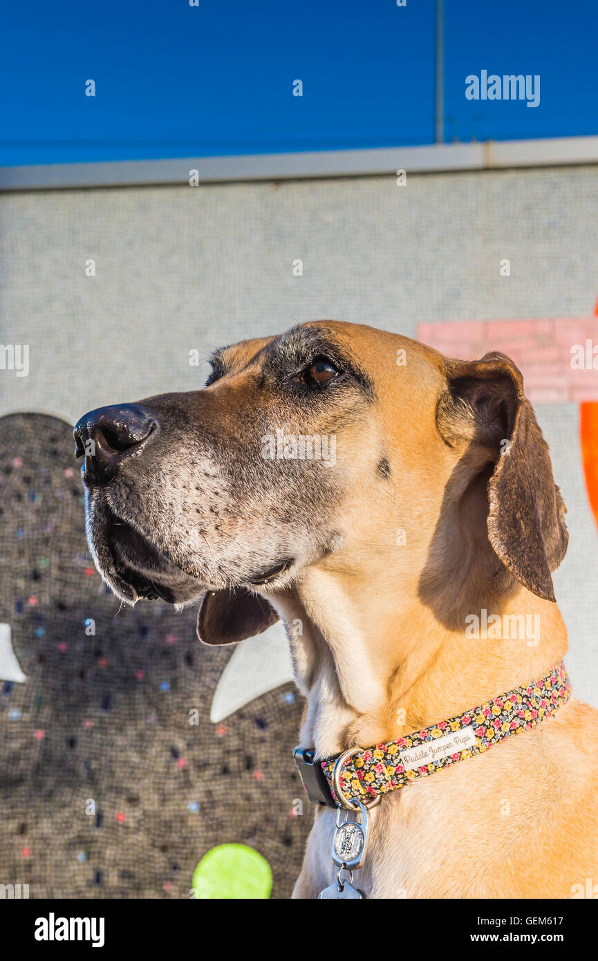 Tan great dane in front of East Village murals, street art, Calgary ...