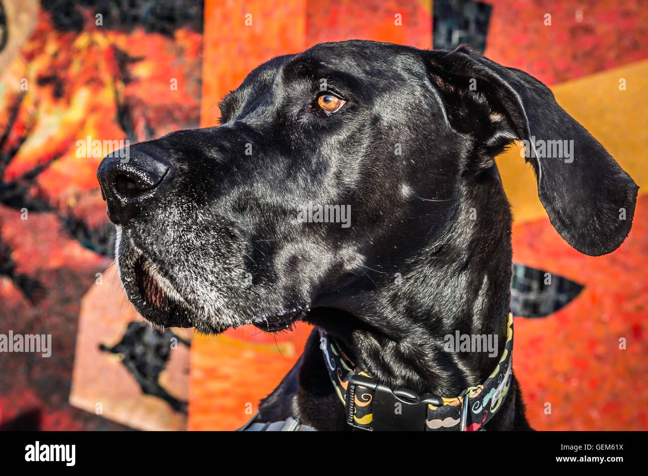 Black great dane in front of East Village murals, street art, Calgary ...