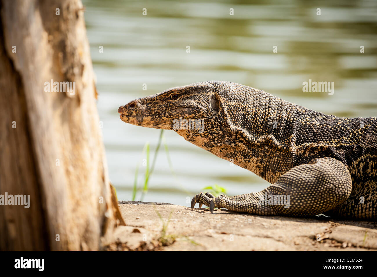 Beautiful thai monitor lizard swimming in a temple Stock Photo - Alamy