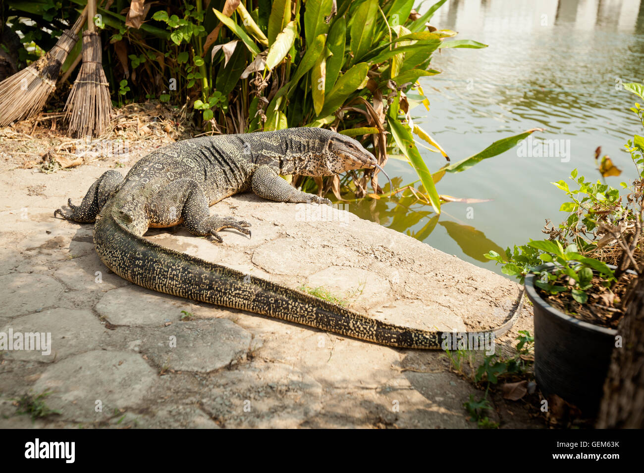 Beautiful thai monitor lizard swimming in a temple Stock Photo - Alamy