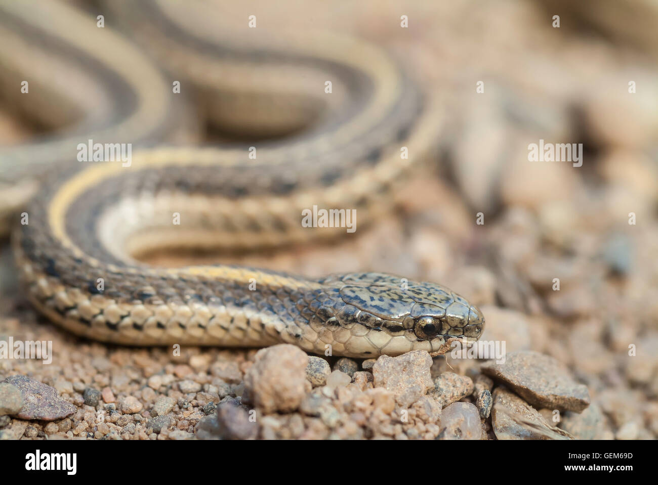 Lined snake, Tropidoclonion lineatum, native to the Great Plains States ...