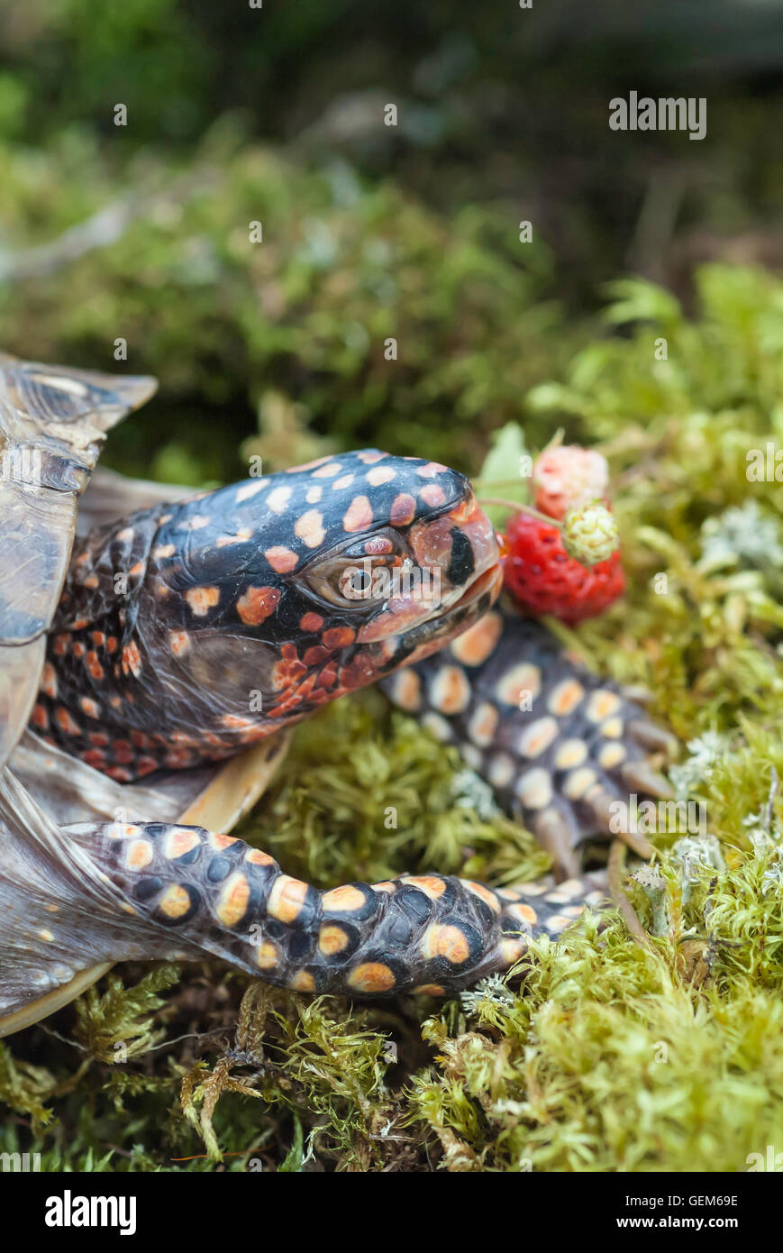 Box turtle, burrow hi-res stock photography and images - Alamy