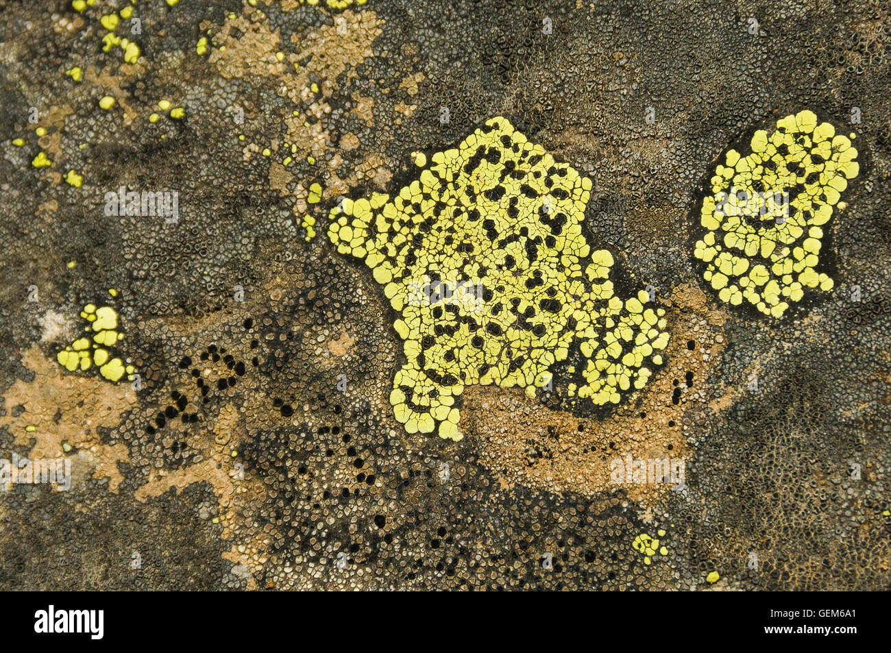 Rhizocarpon geographicum (map lichen), Rock glacier, Peter Lougheed ...