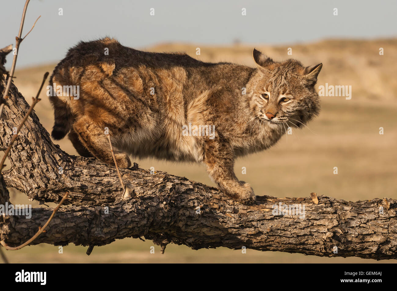 Bobcat, Lynx (Felis) rufus, in tree, North Dakota, USA Stock Photo - Alamy