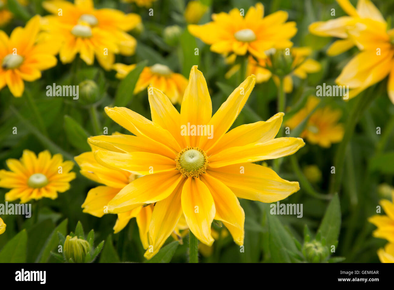 Rudbeckia 'Prairie Sun' (Gloriosa Daisy) on display at RHS Wisley ...