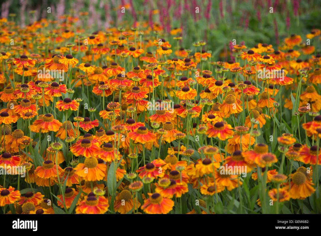 Helenium 'Sahin's Early Flowerer' on display at RHS Wisley Gardens ...