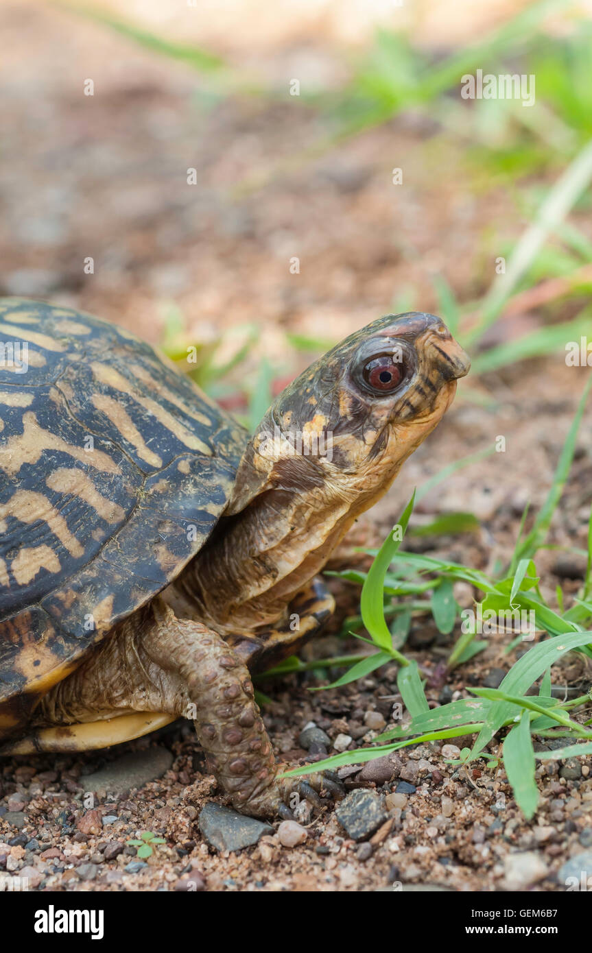 Eastern box turtle, Terrapene carolina carolina, native to eastern ...