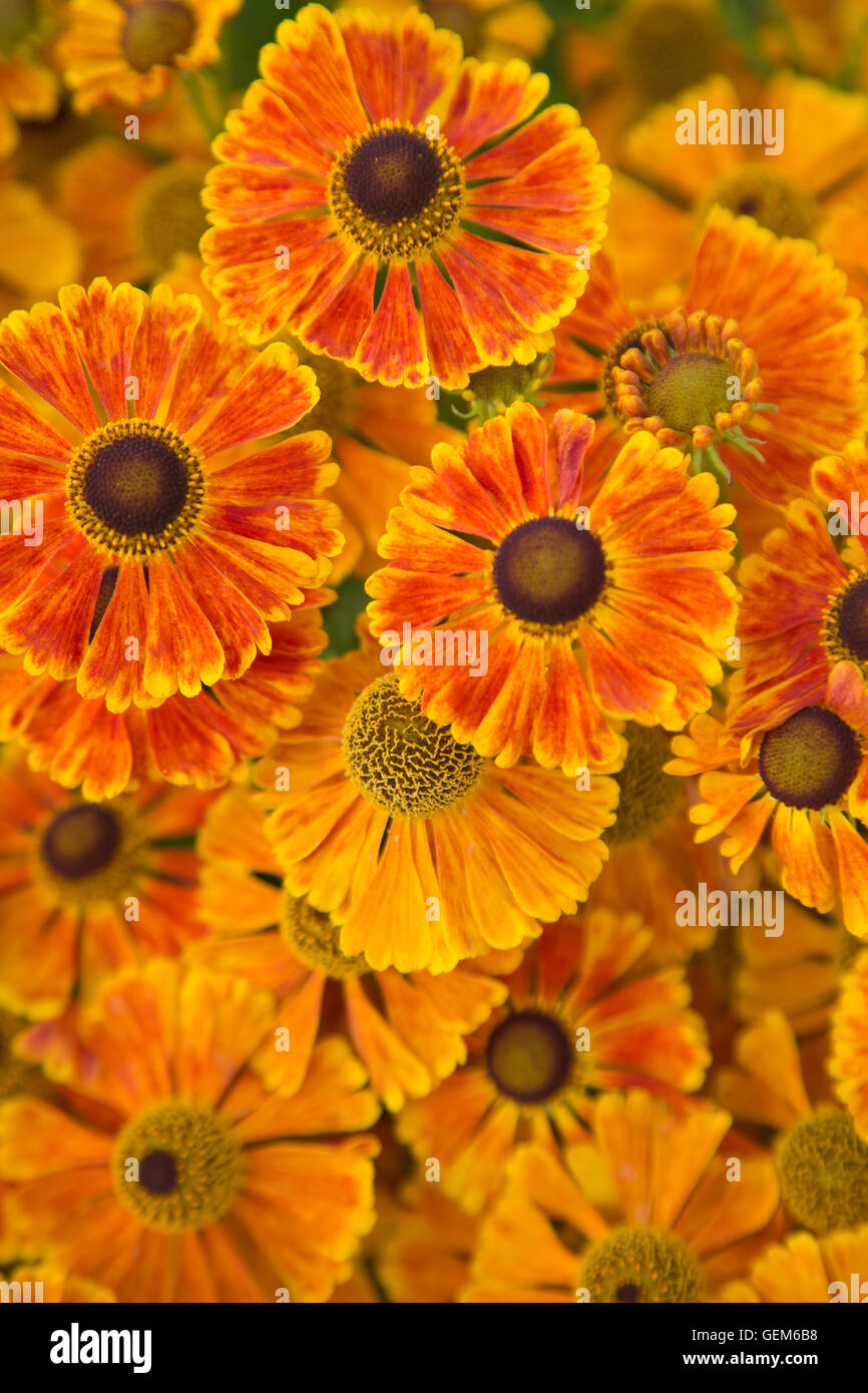 Helenium 'Sahin's Early Flowerer' on display at RHS Wisley Gardens ...