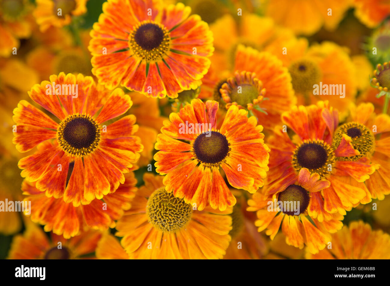 Helenium 'Sahin's Early Flowerer' on display at RHS Wisley Gardens ...