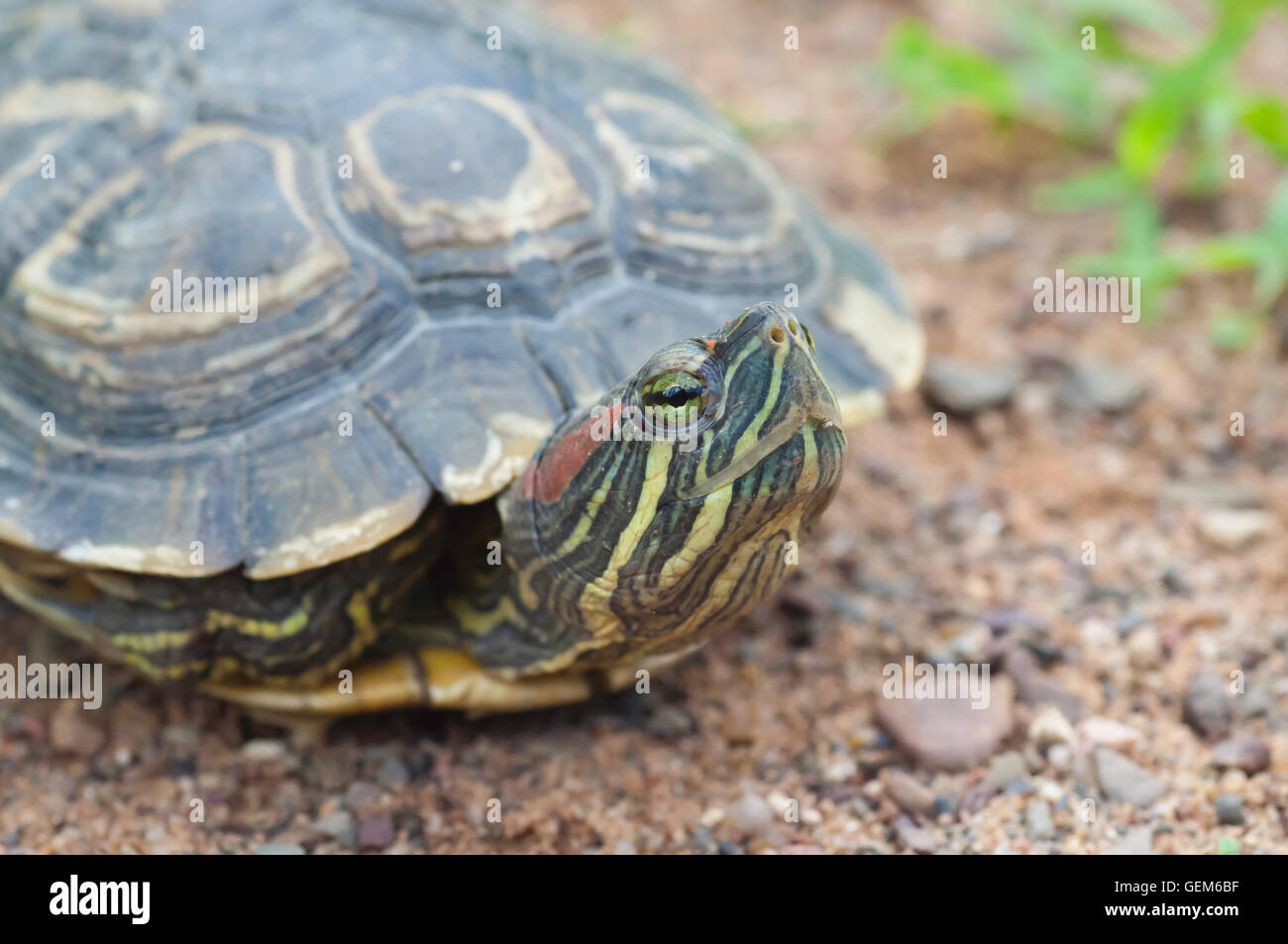 Red-eared slider, Trachemys scripta elegans, male, native to southern ...
