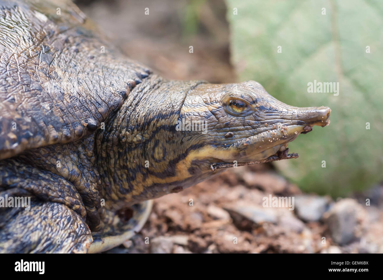 American softshell turtle hi-res stock photography and images - Alamy