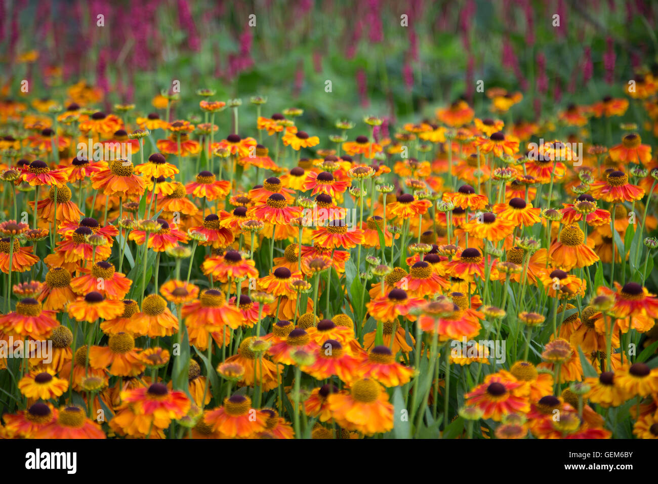 Helenium 'Sahin's Early Flowerer' on display at RHS Wisley Gardens ...