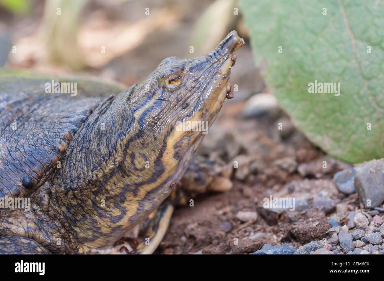 North america apalone spinifera hi-res stock photography and images - Alamy