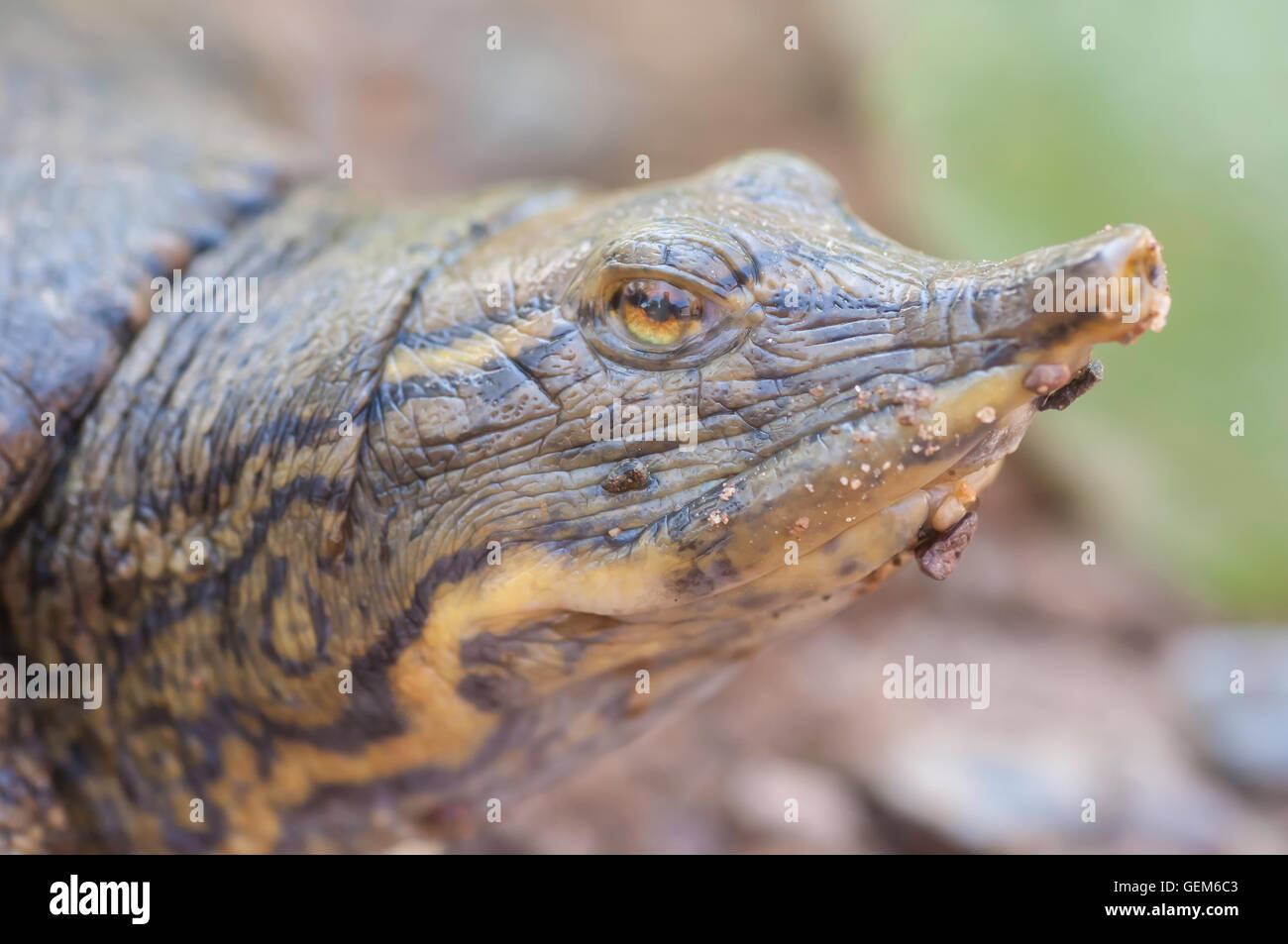 Spiny softshell (soft shell) turtle, Apalone spinifera, native to North ...