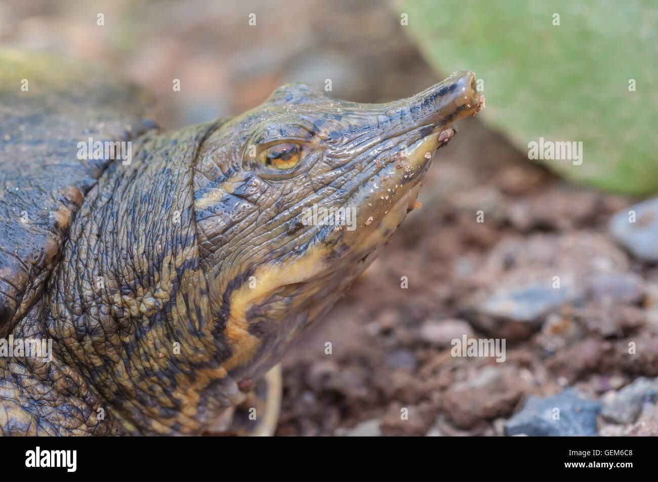 Spiny softshell (soft shell) turtle, Apalone spinifera, native to North ...