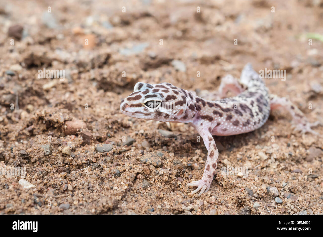 Leopard Gecko In The Desert Leopard Gecko Exploring A Desert Themed