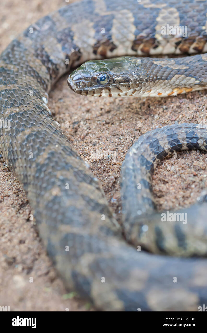 Natrix sipedon hi-res stock photography and images - Alamy