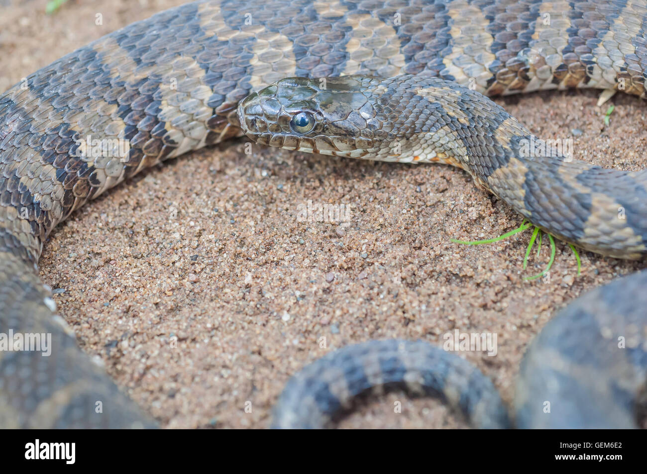 Northern water snake, Nerodia sipedon; native to North America Stock ...