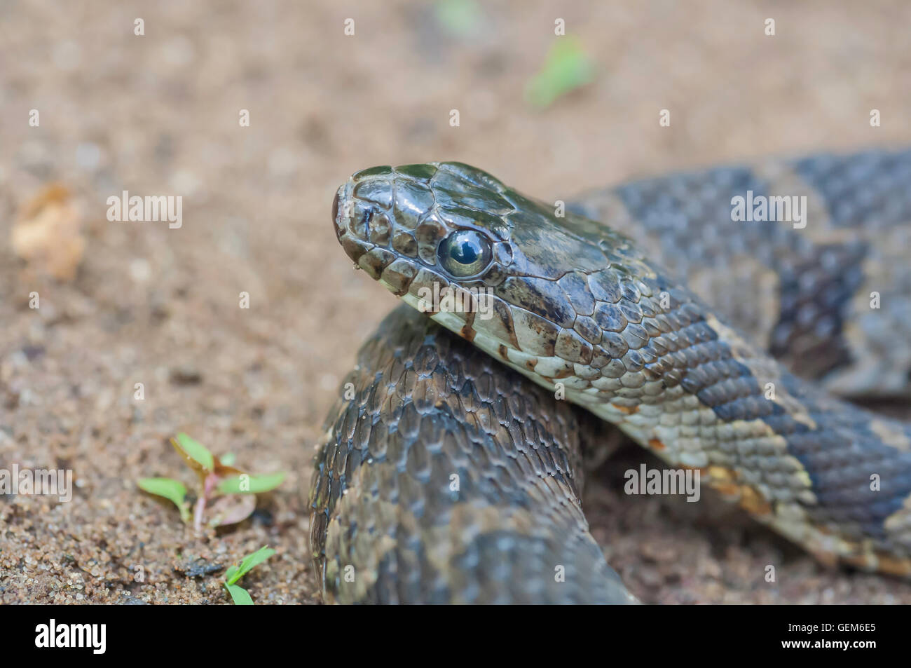 Viviparous snake hi-res stock photography and images - Alamy