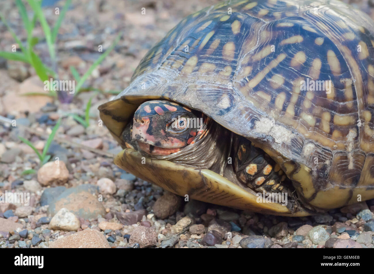 Box turtle, burrow hi-res stock photography and images - Alamy