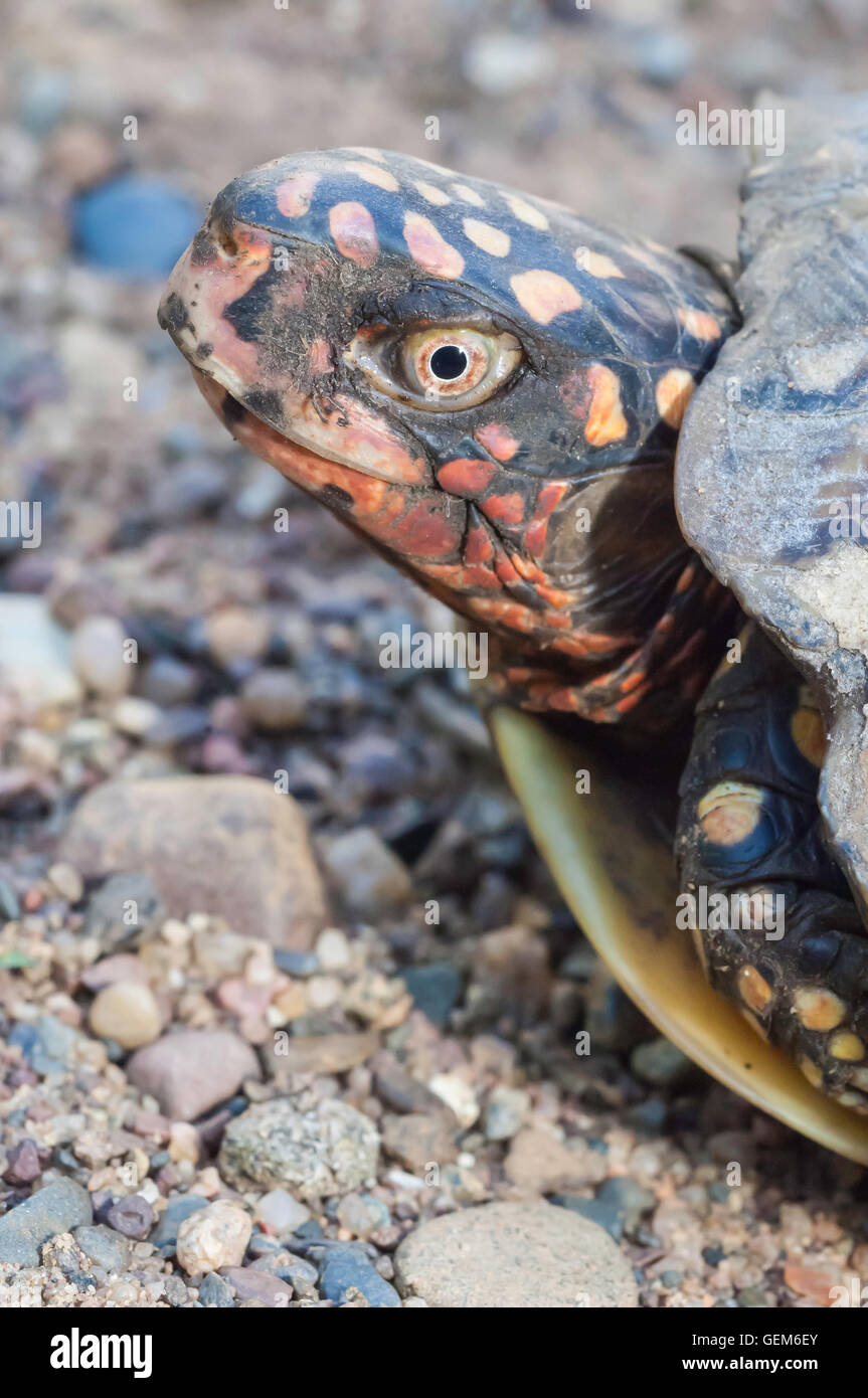 Box turtle, burrow hi-res stock photography and images - Alamy