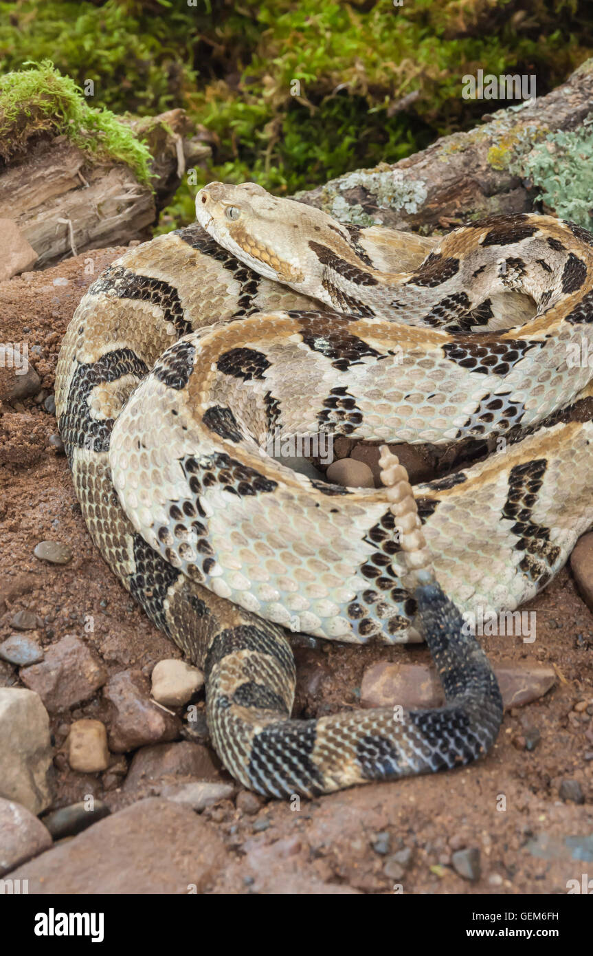 Timber rattlesnake, canebrake, Crotalus horridus, native to eastern ...