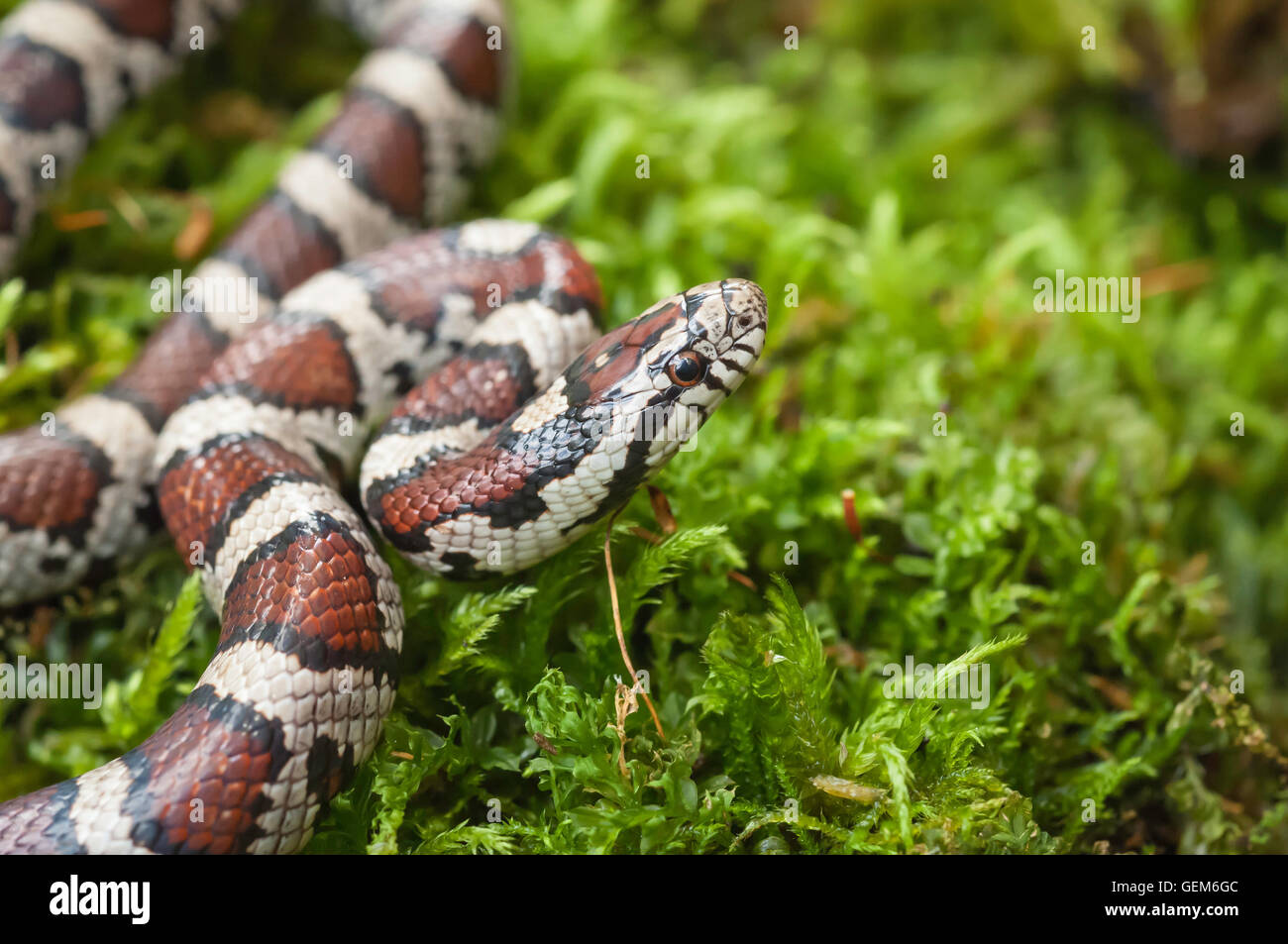 Eastern milk snake, Lampropeltis triangulum triangulum, native to the ...