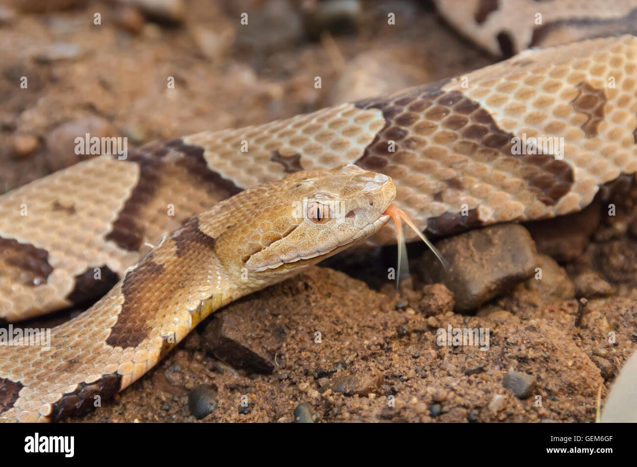 Northern copperhead, Agkistrodon contortrix mokasen, native to eastern ...