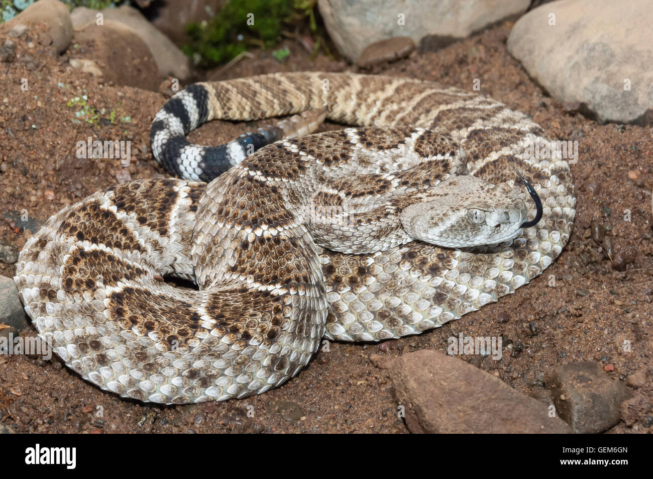 Western diamondback rattlesnake, Crotalus atrox, native to the United ...