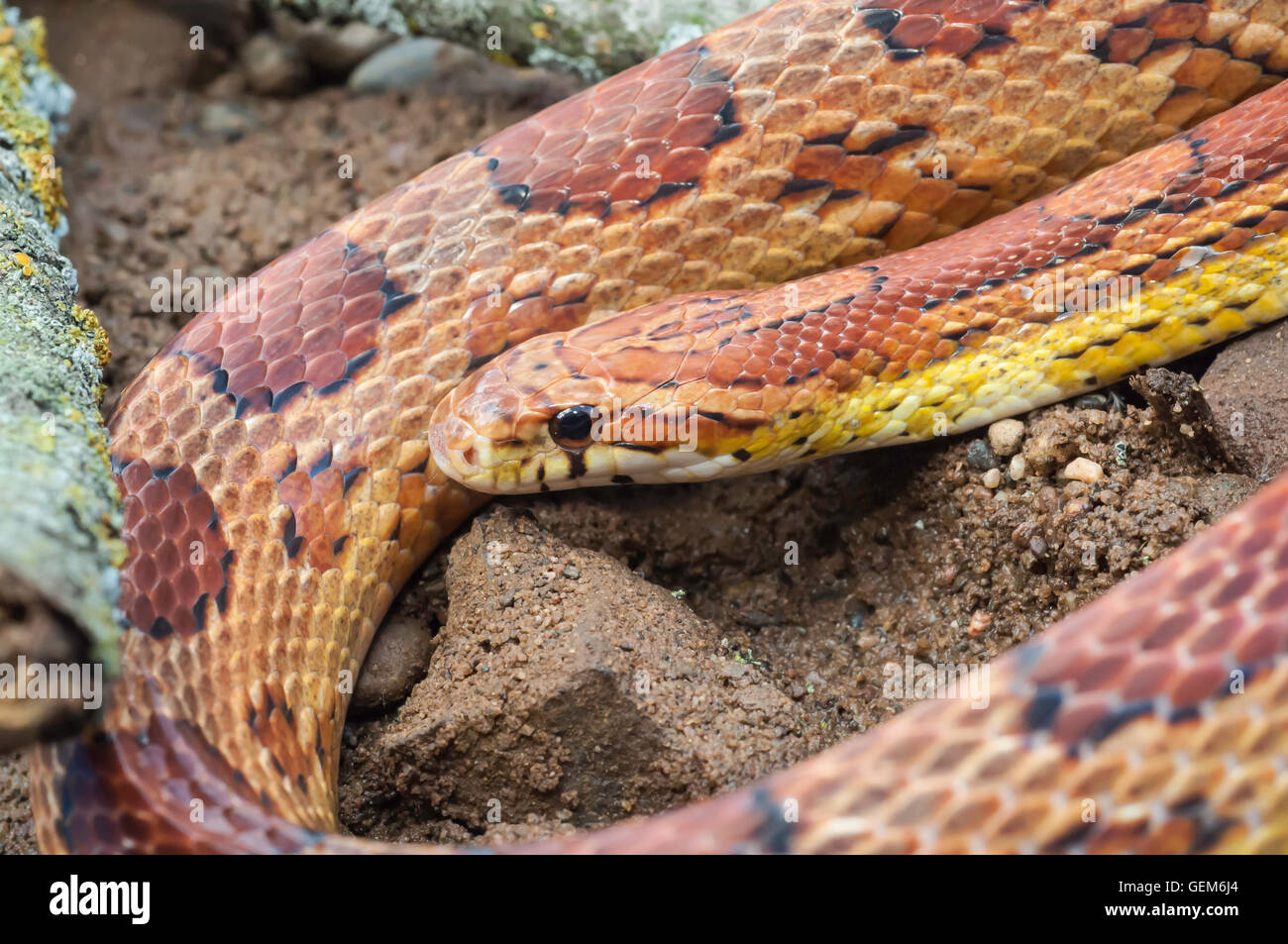 Corn snake, or red rat snake, Pantherophis guttatus/Elaphe guttata ...