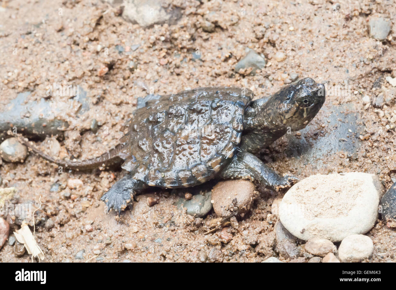 Hatchling snapping turtle chelydra serpentina hi-res stock photography ...