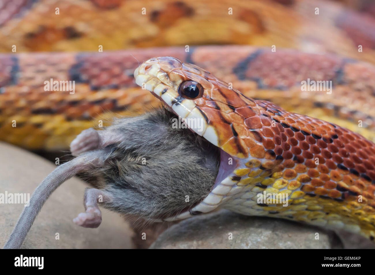 Snake swallowing mouse hi-res stock photography and images - Alamy