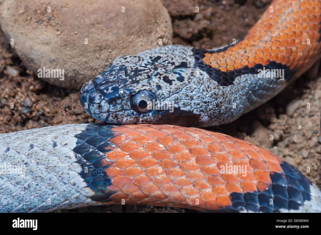 Grey-banded kingsnake, Lampropeltis alterna, Blairs colour phase ...
