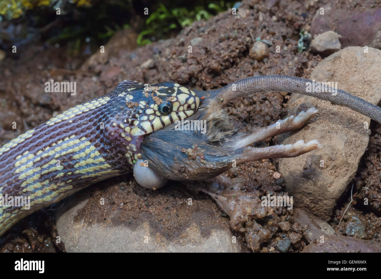 California king snake aberrant coastal phase Lampropeltus getula ...