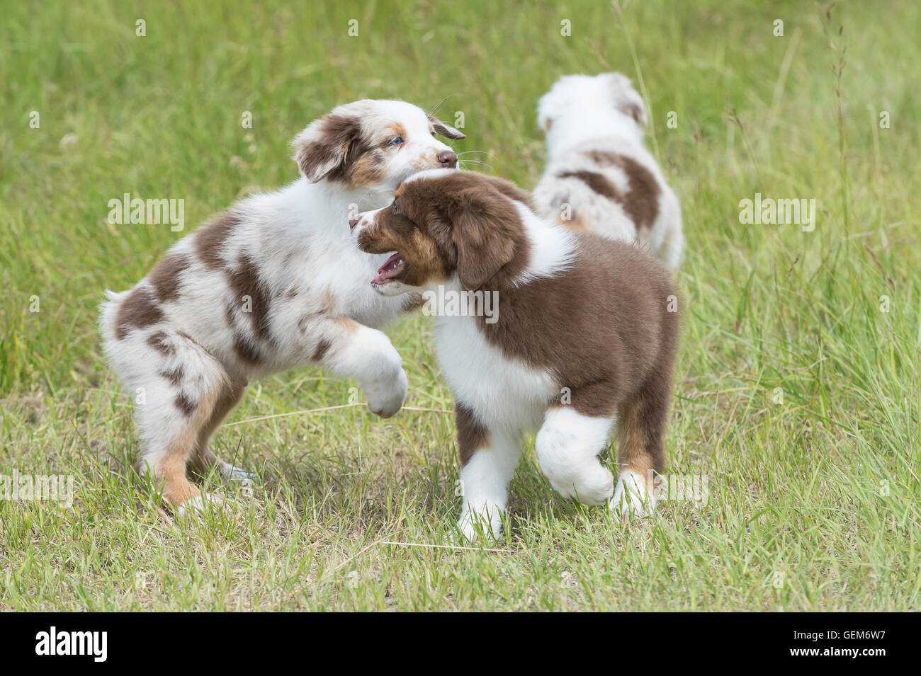 Merle tricolor australian shepherd puppy hi-res stock photography and ...