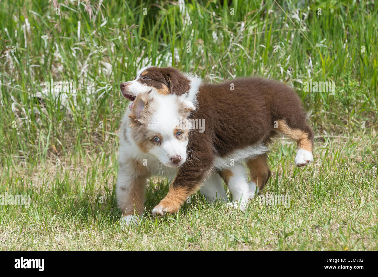 Nine-week-old Red merle and Red tri Australian shepherd dogs, puppies ...