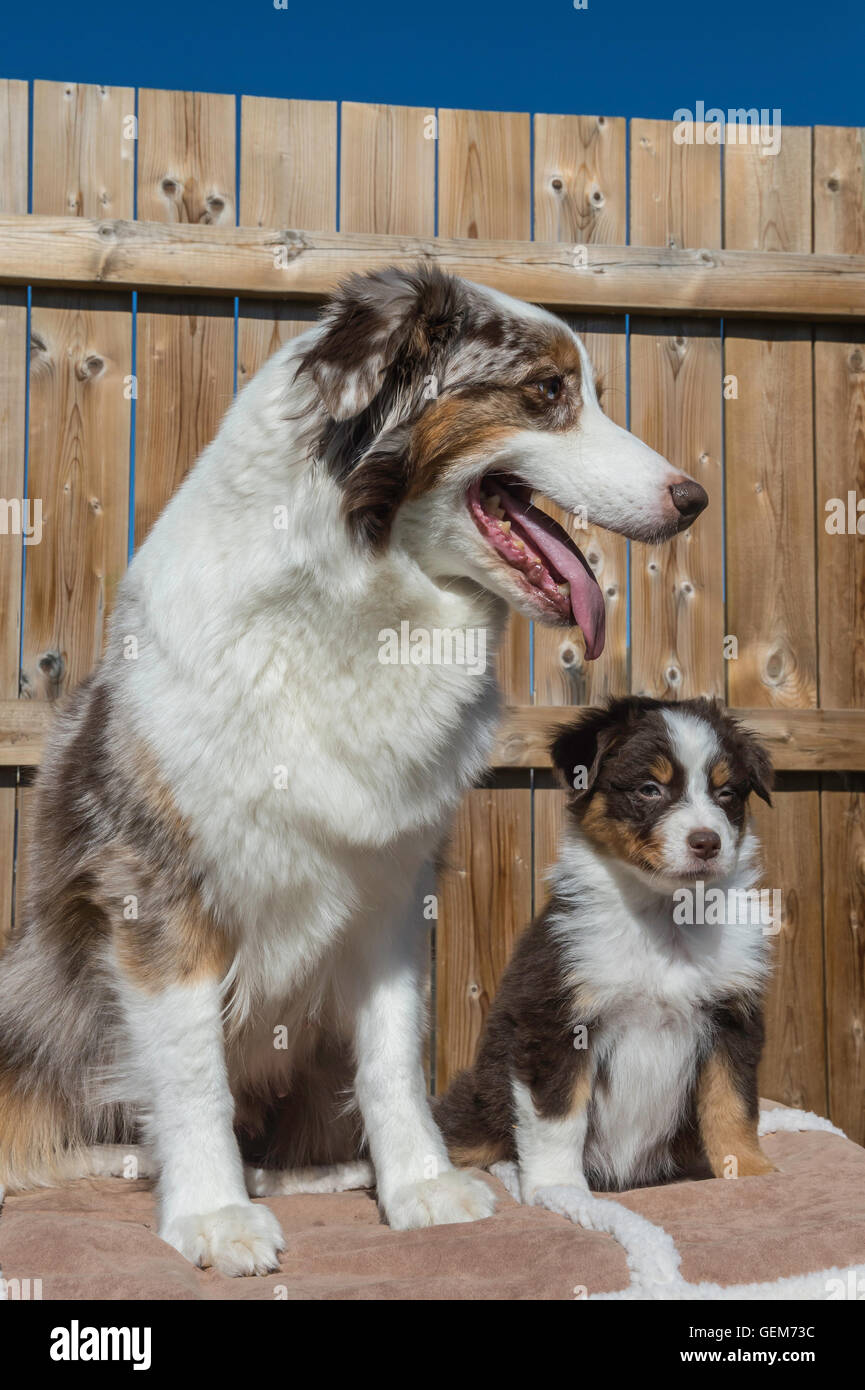Seven-week-old Red tri Australian shepherd puppy, with red merle female ...