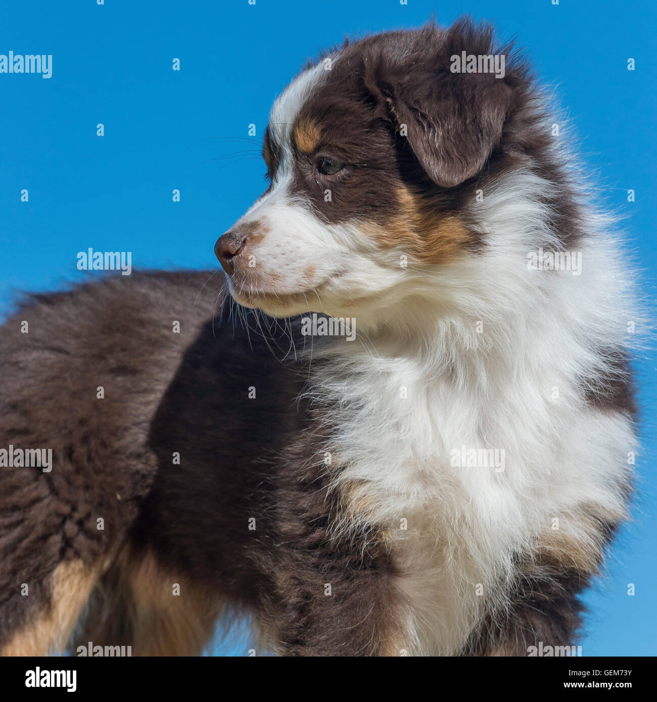 Black tri and red tri hi-res stock photography and images - Alamy