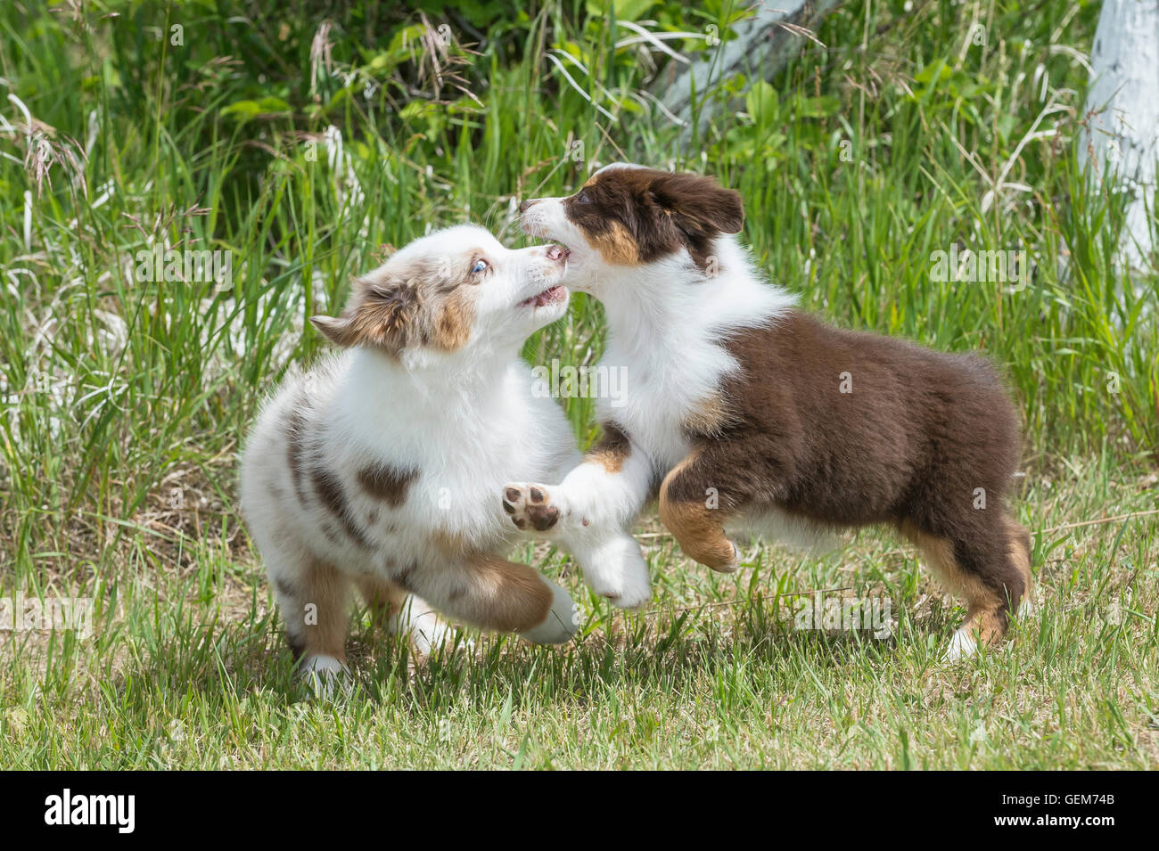 Blue merle tricolor hi-res stock photography and images - Alamy