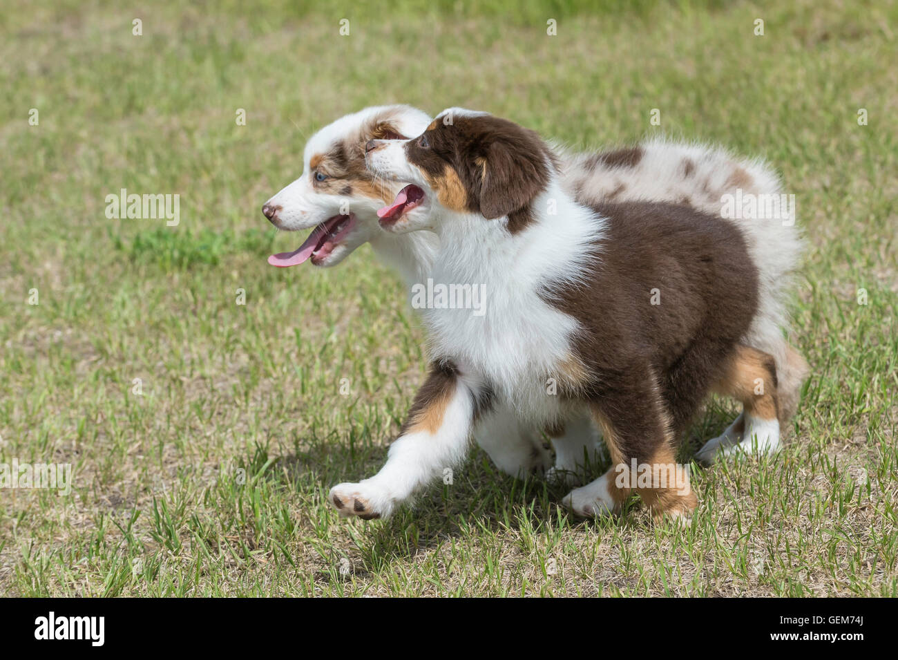 Nine-week-old Red merle and Red tri Australian shepherd dogs, puppies ...