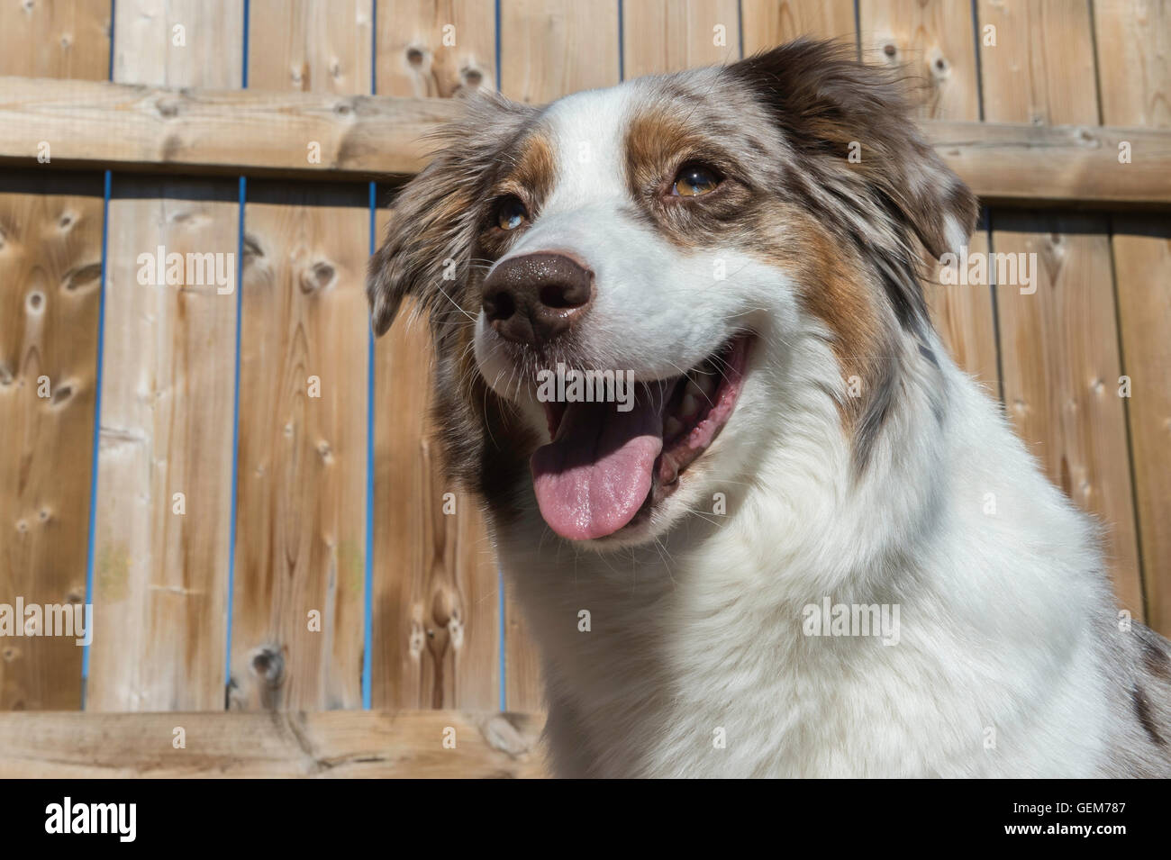 Red merle aussie hi-res stock photography and images - Alamy