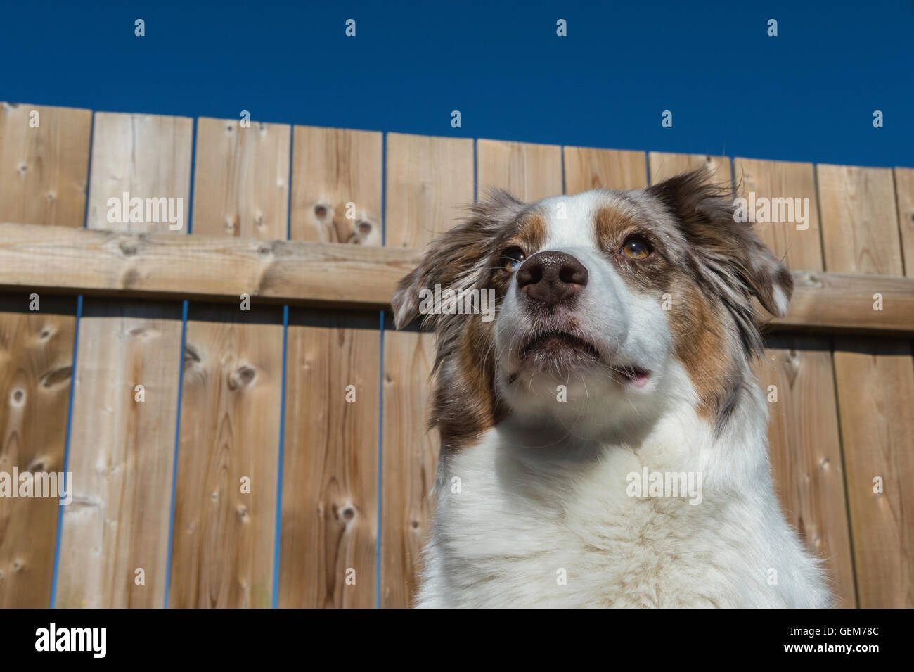 Merle ranch hi-res stock photography and images - Alamy