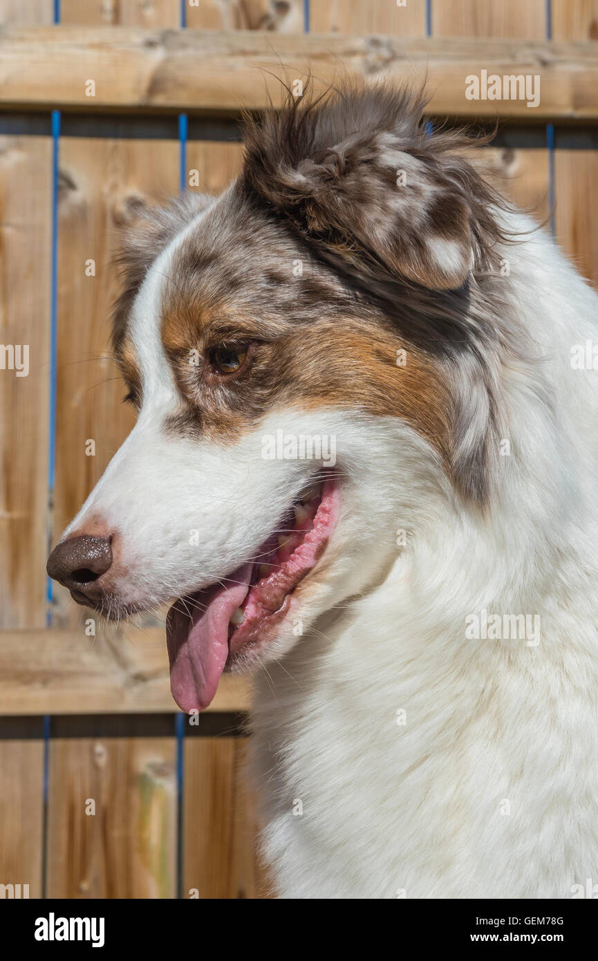 Red merle aussie hi-res stock photography and images - Alamy