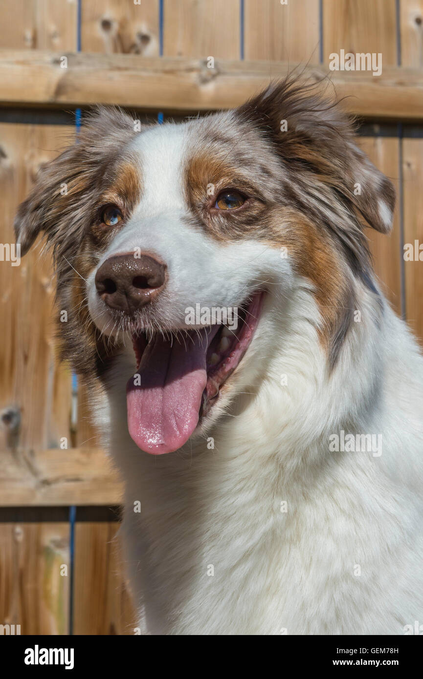 Red merle Australian shepherd dog, female Stock Photo - Alamy