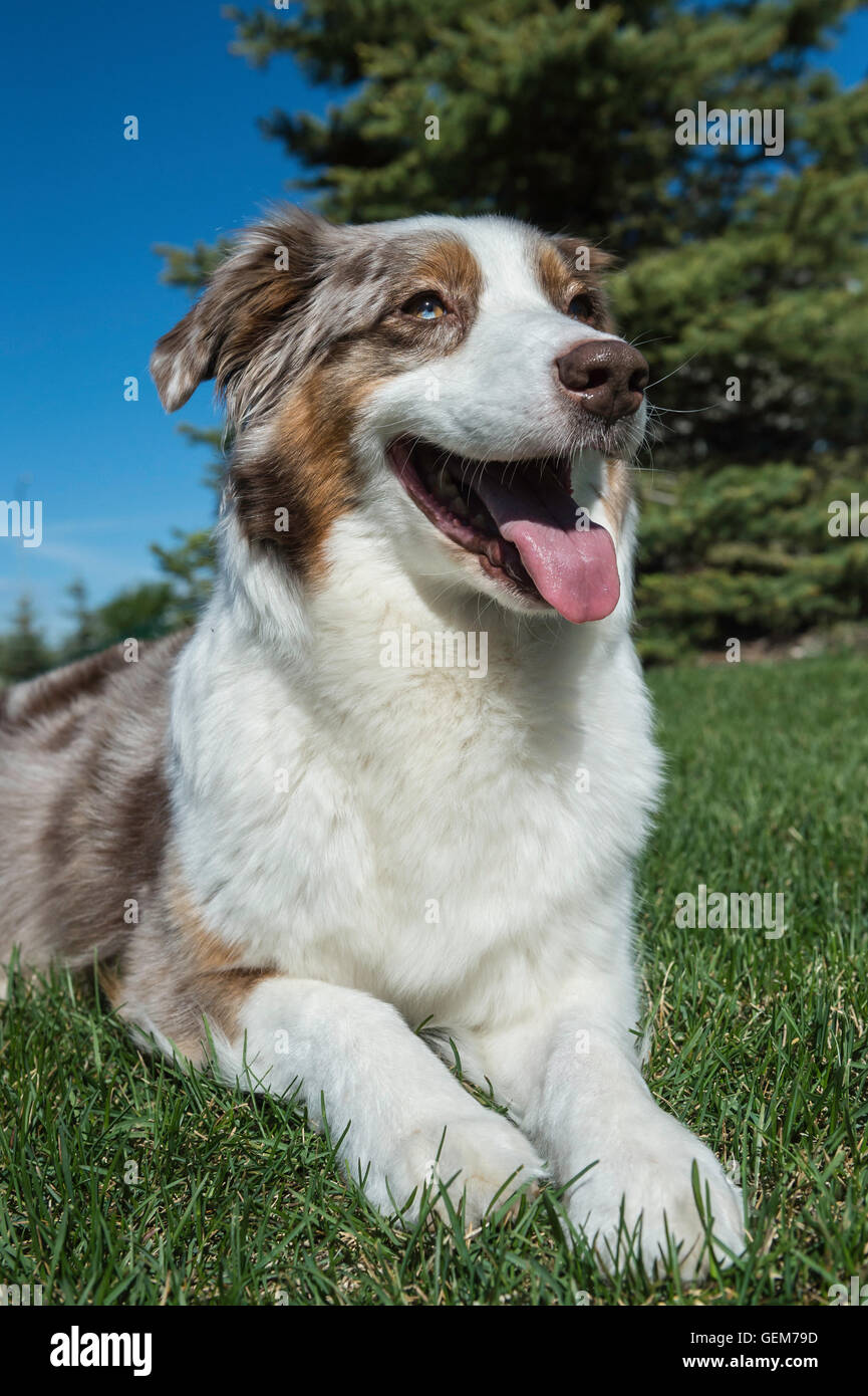 Red merle Australian shepherd dog, female Stock Photo - Alamy