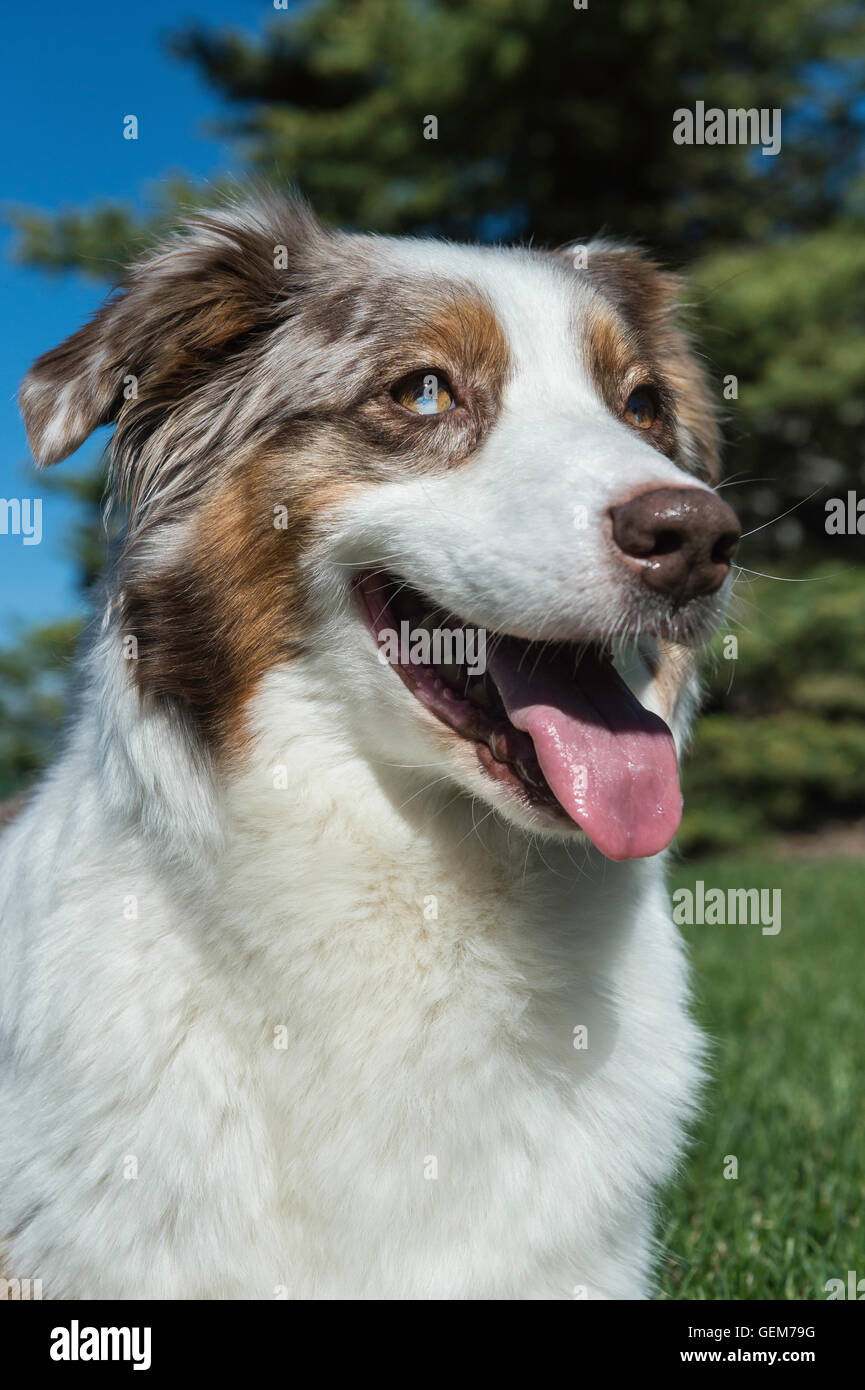 Red merle Australian shepherd dog, female Stock Photo - Alamy